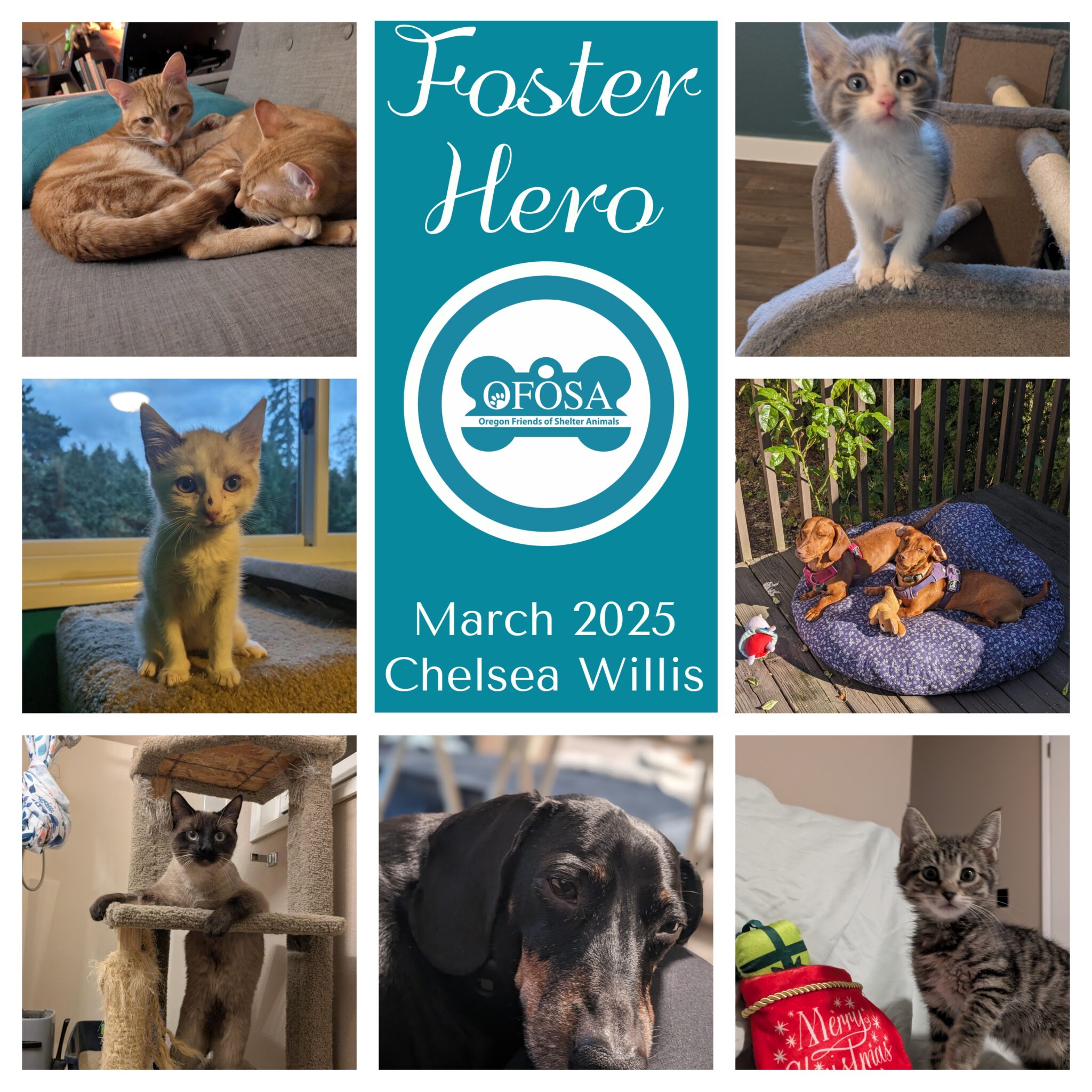 Foster of the Month